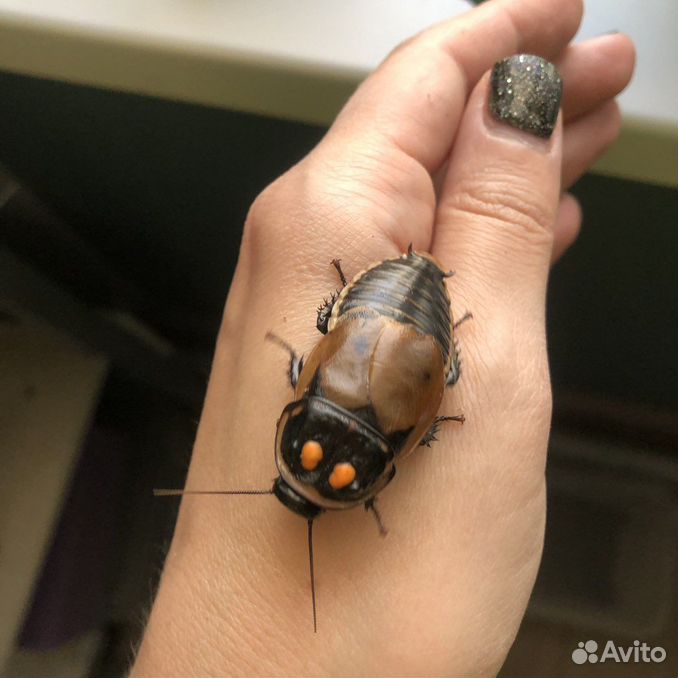 Таракан автомобильчик