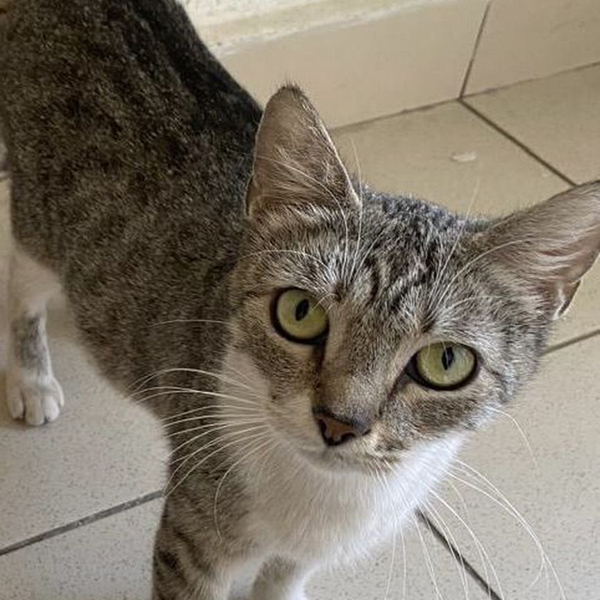 Кошка бесплатно