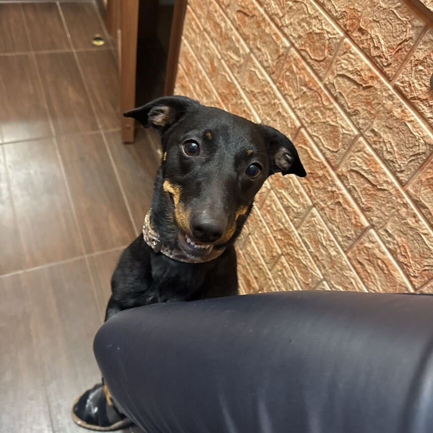 Отдам таксу в хорошие руки