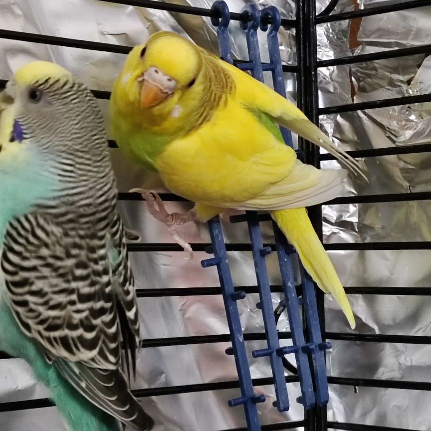 Волнистый попугай