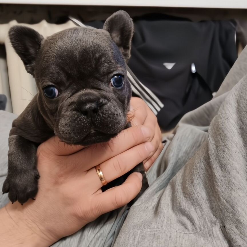 Французский бульдог, щенок