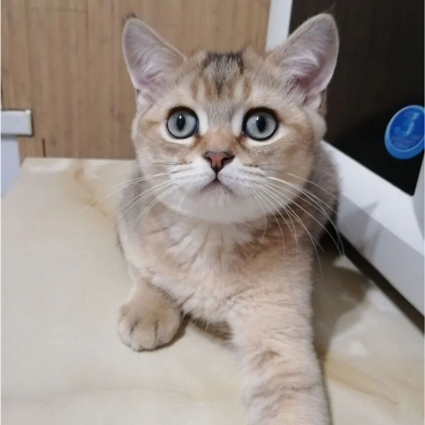 Британский короткошёрстный котёнок