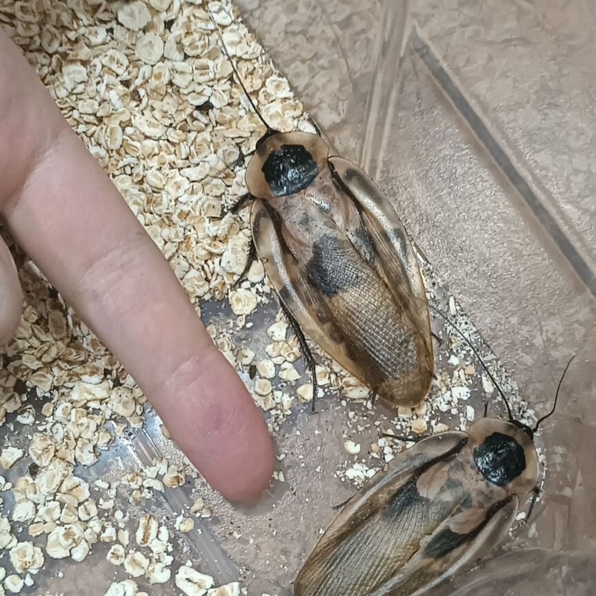 Кормовые тараканы