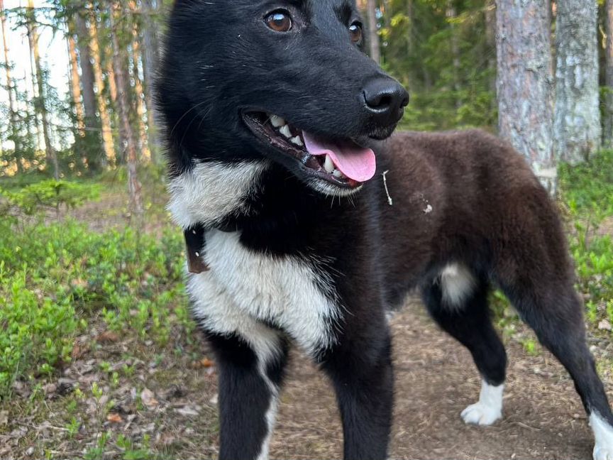 Русско европейская лайка