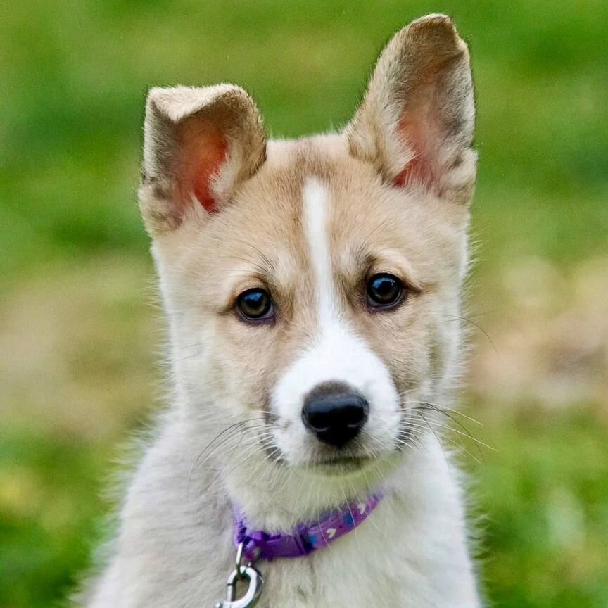 Лайка, щенок