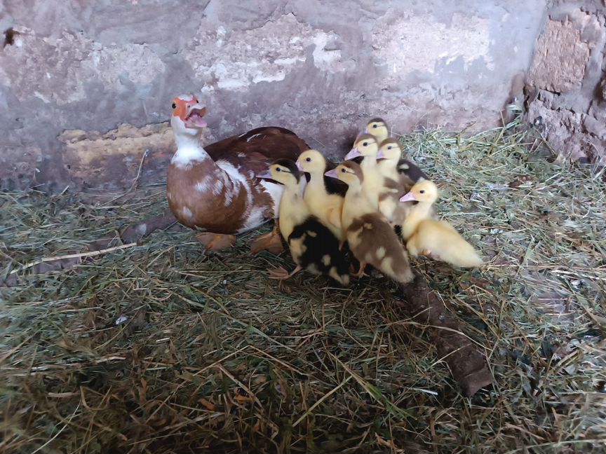 Индоутята 10 штук