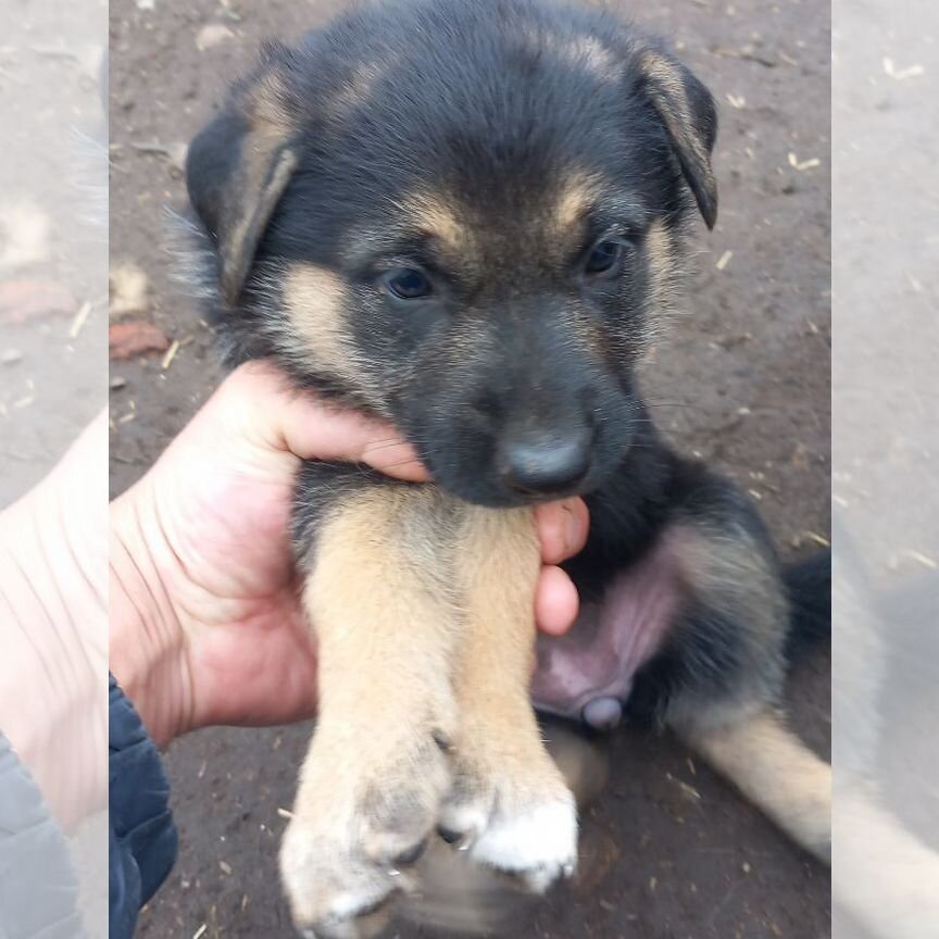 Немецкая овчарка, щенок