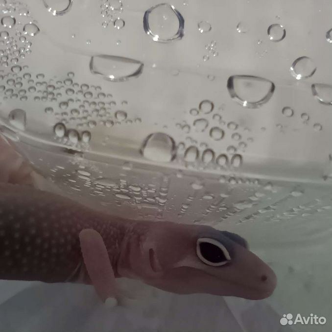 Эублефары diablo blanco 2023