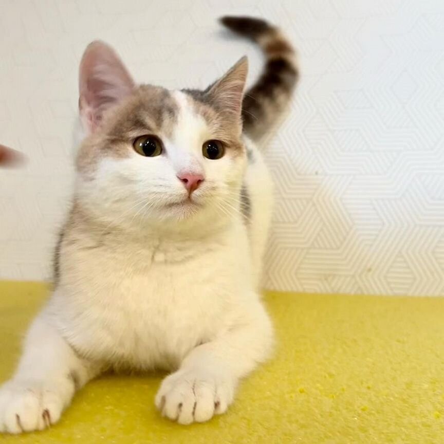 Котенок Буська в дар