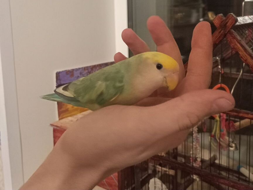 Попугай неразлучник самочка