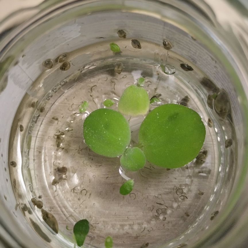 Аквариумные улитки с растениями