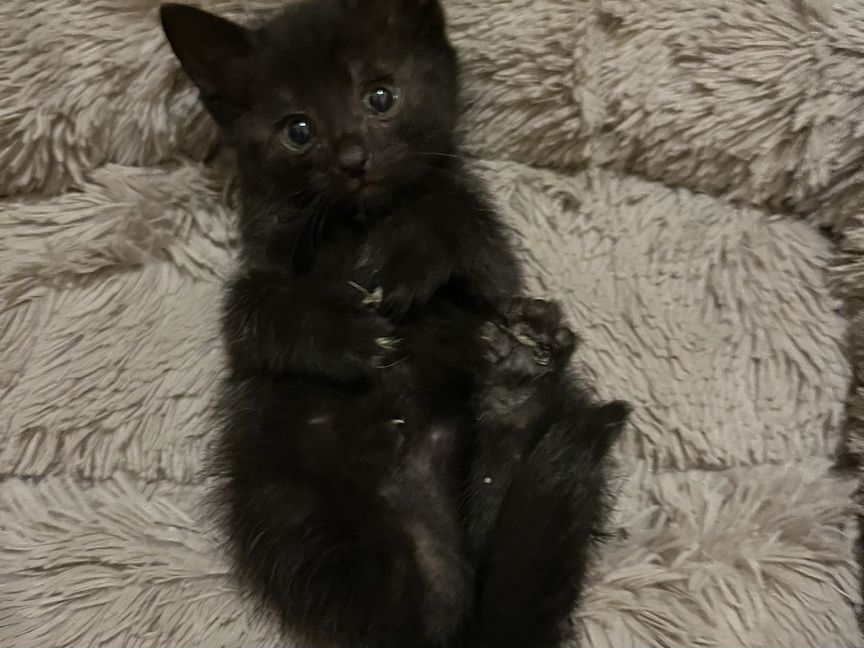 Черный котенок, уголек