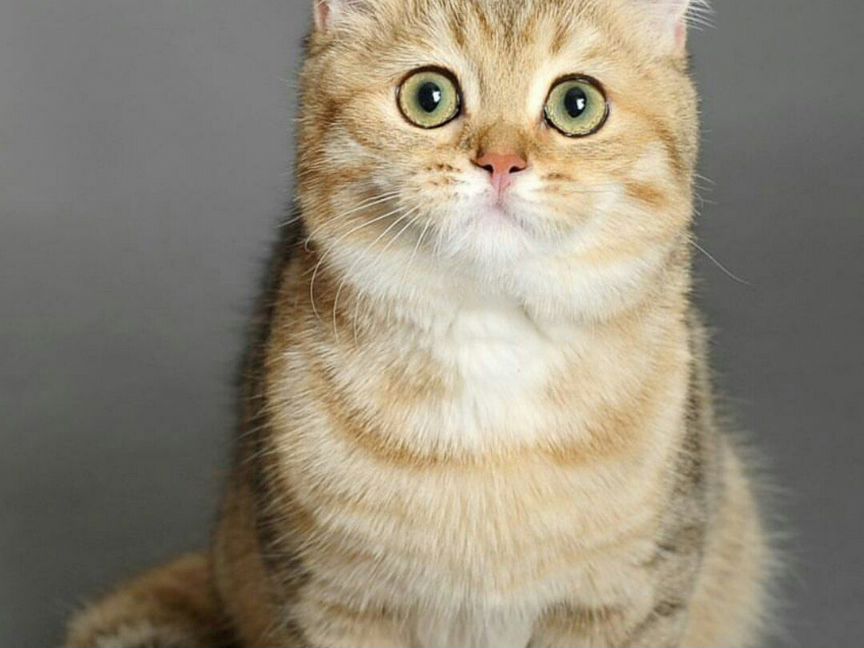 Ласковые девочки