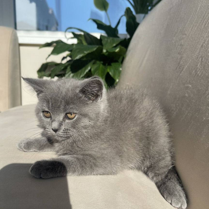 Шотландский прямоухий короткошёрстный котёнок