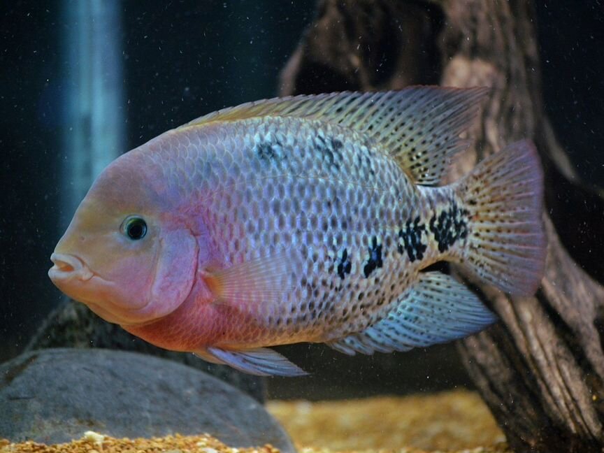 Вьеха фенестратум отдам в хорошие руки