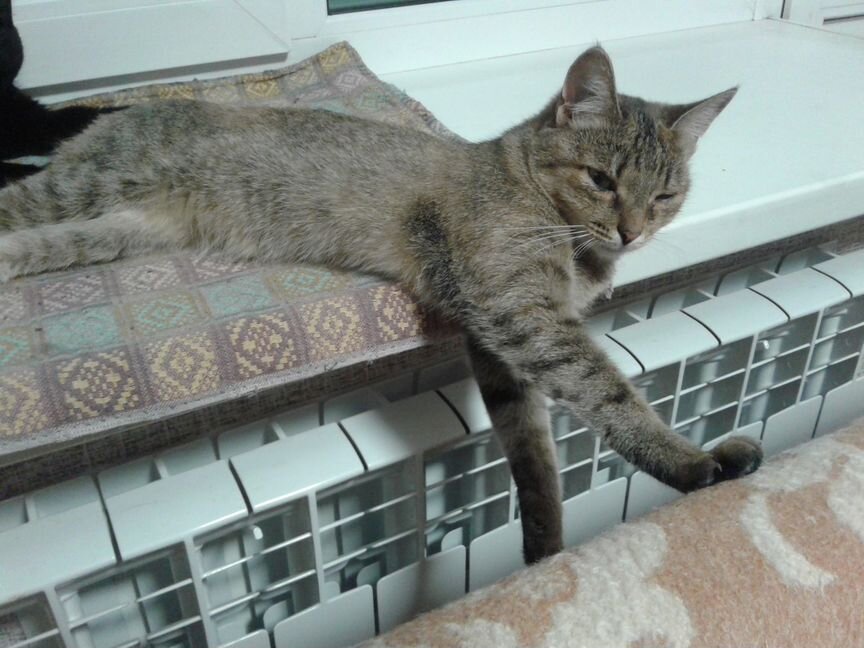 Миниатюрная кошечка Шейла