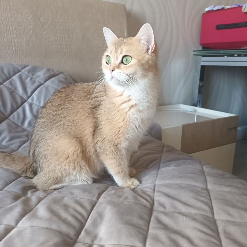 Продам шотландскую кошку в разведение