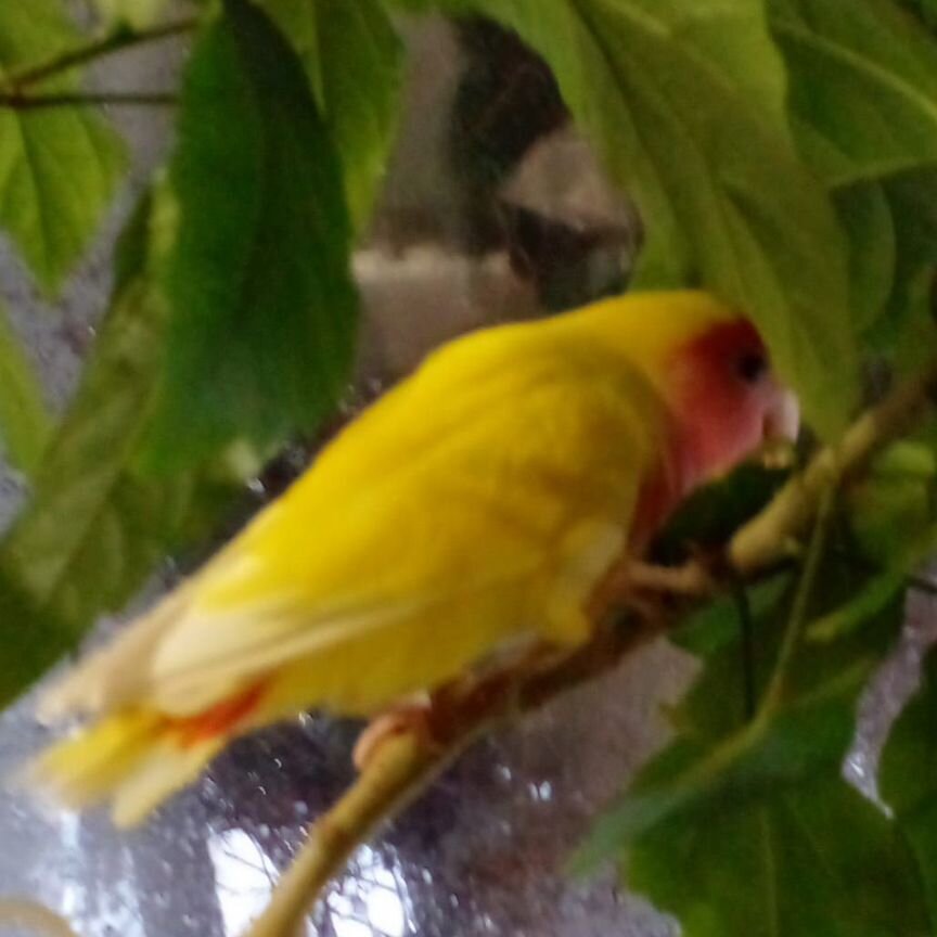 Попугай неразлучники