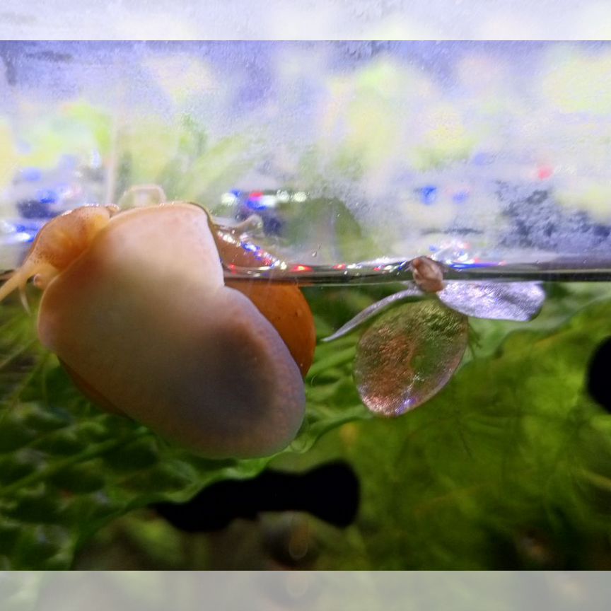 Ампулярии, мелании