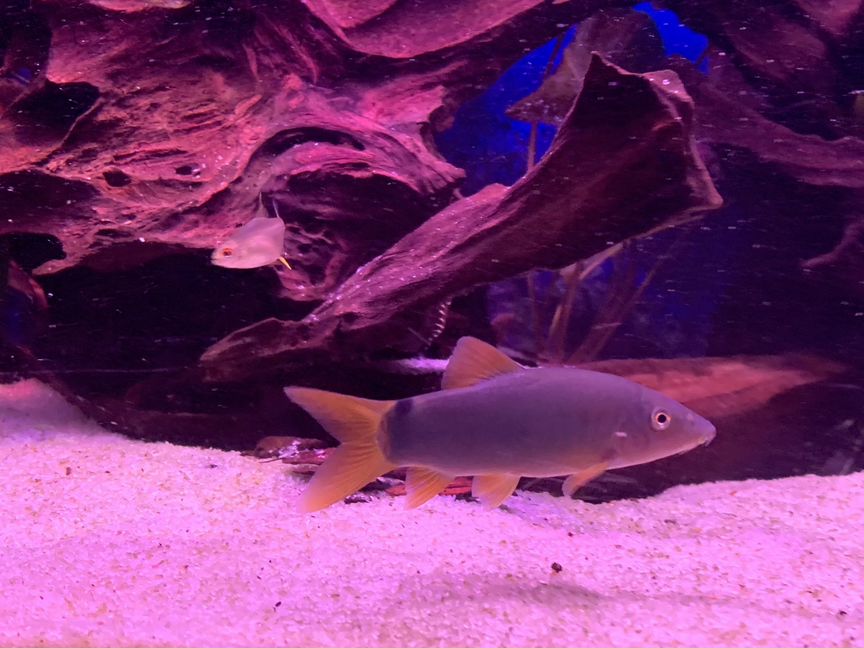 Боция модеста