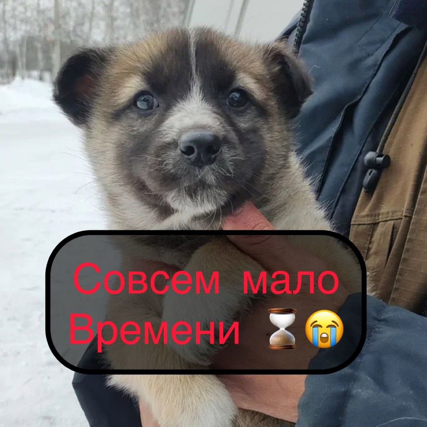 Щенок в отлове нужна передержка или дом