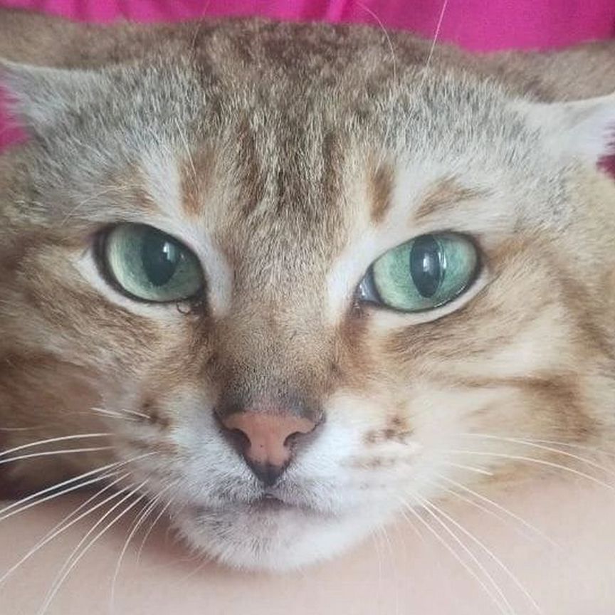 Муся и Мусик