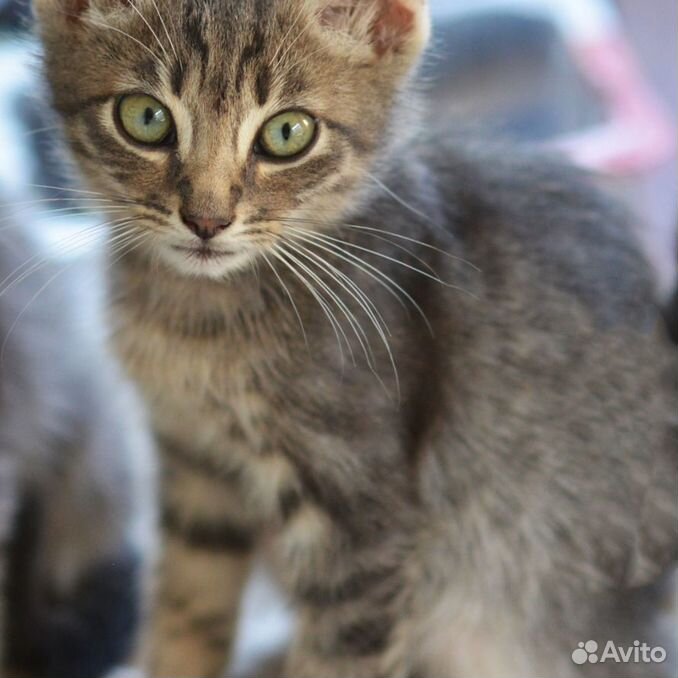 Котёнок мурлыка ищет дом