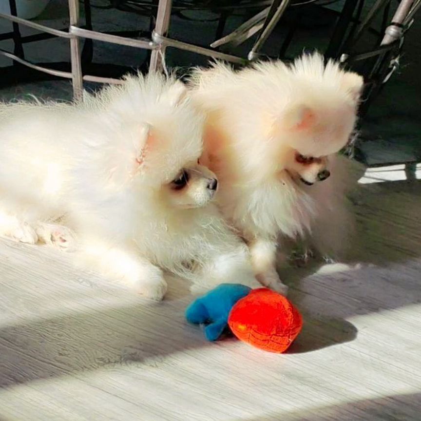 Шпиц щенок белый