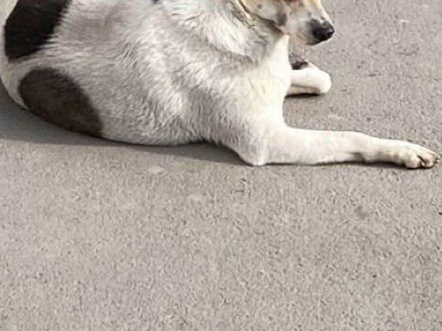 Собака Маня потерялась