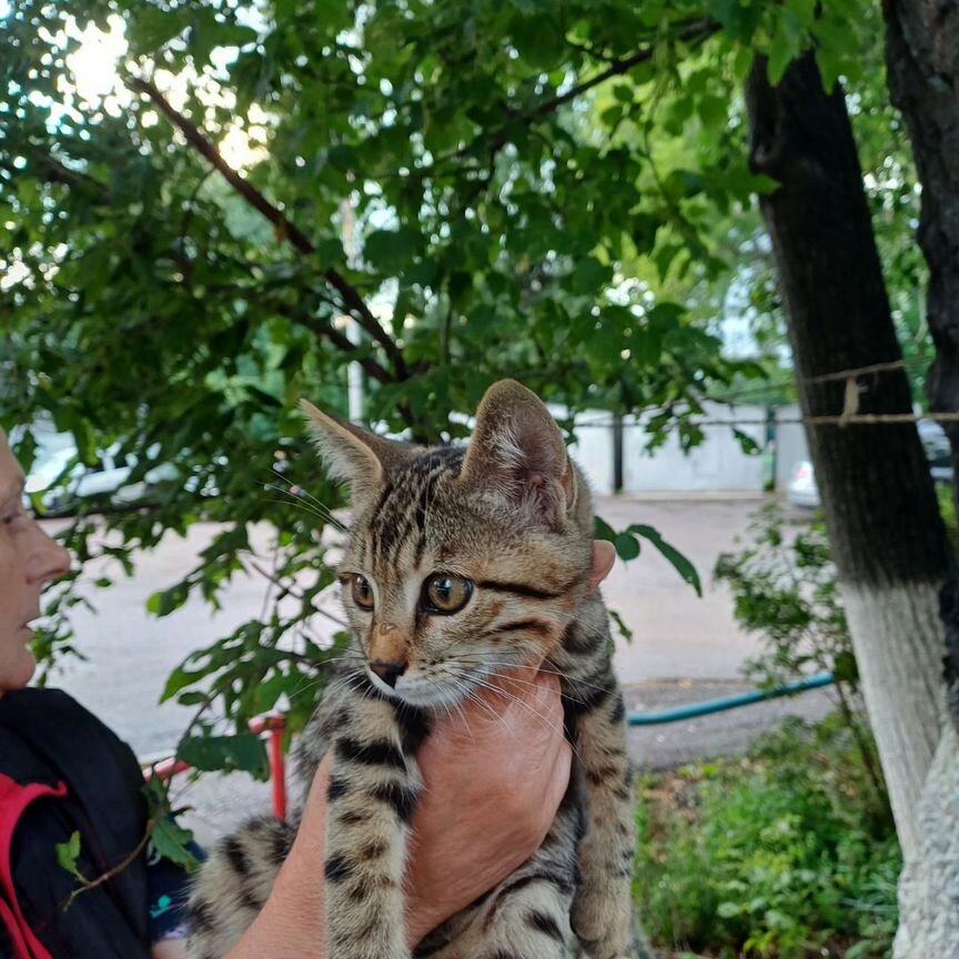 Выкинули котят