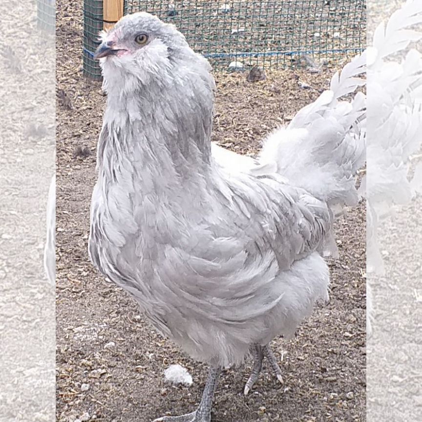 Амераукана лаванда петушки