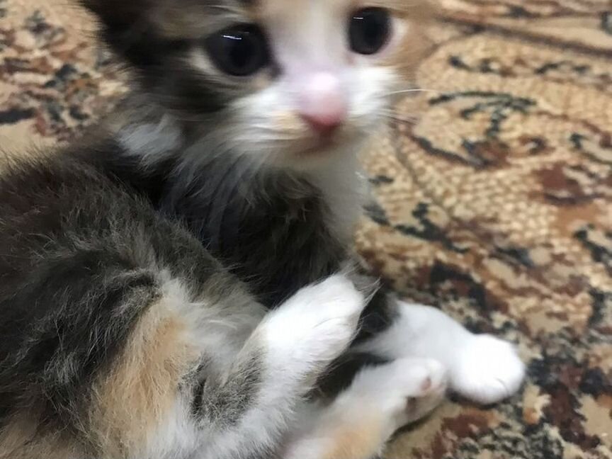 Котята бесплатно