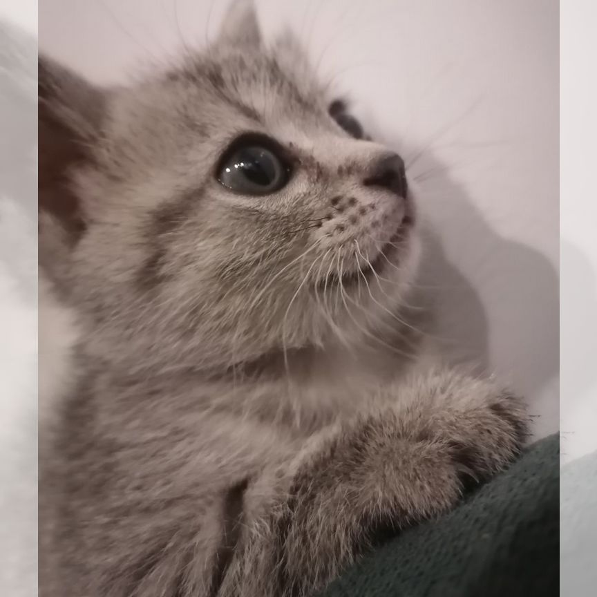 Котята в добрые руки приучены к лотку