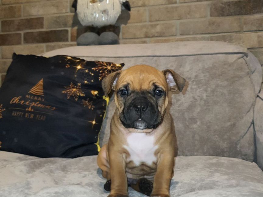 Американский булли