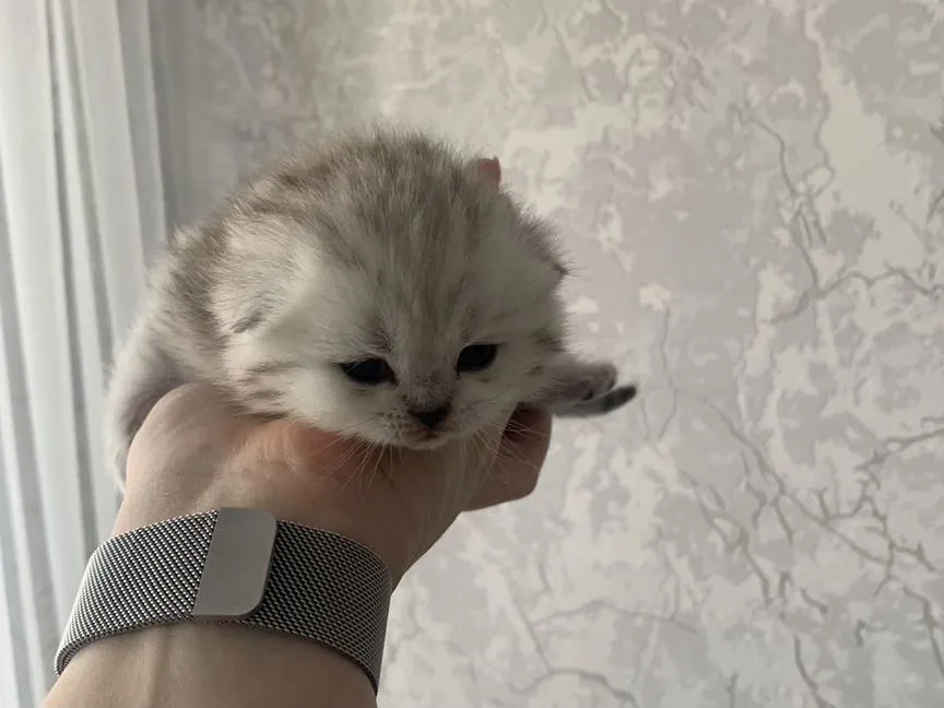 Шотландский котенок