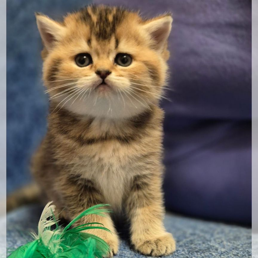 Котята золотая шиншилла