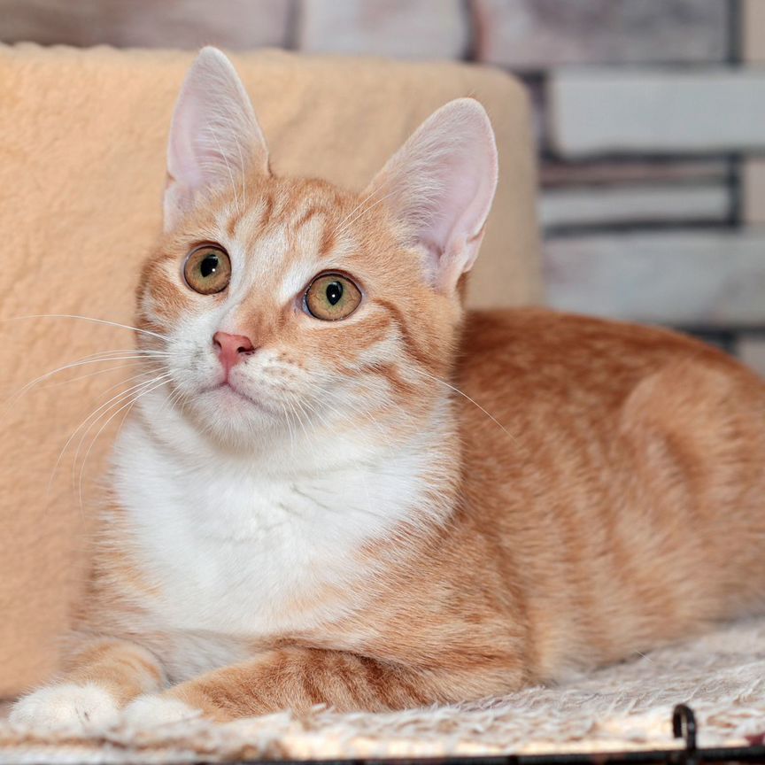 Котята и кошки в добрые руки