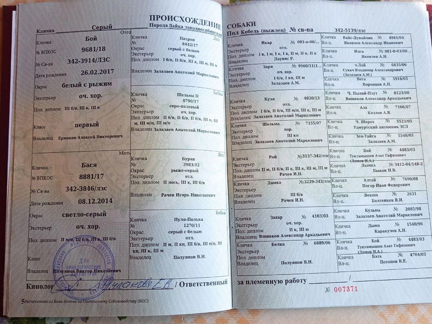 Западно сибирская лайка