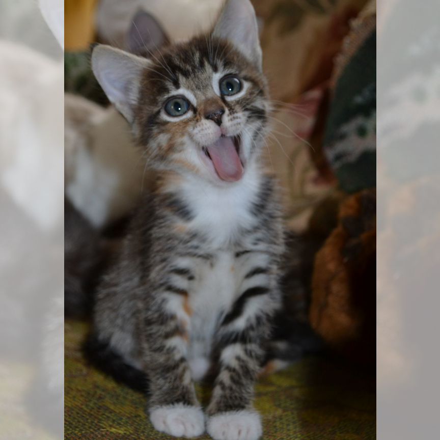 Котёнок в добрые руки