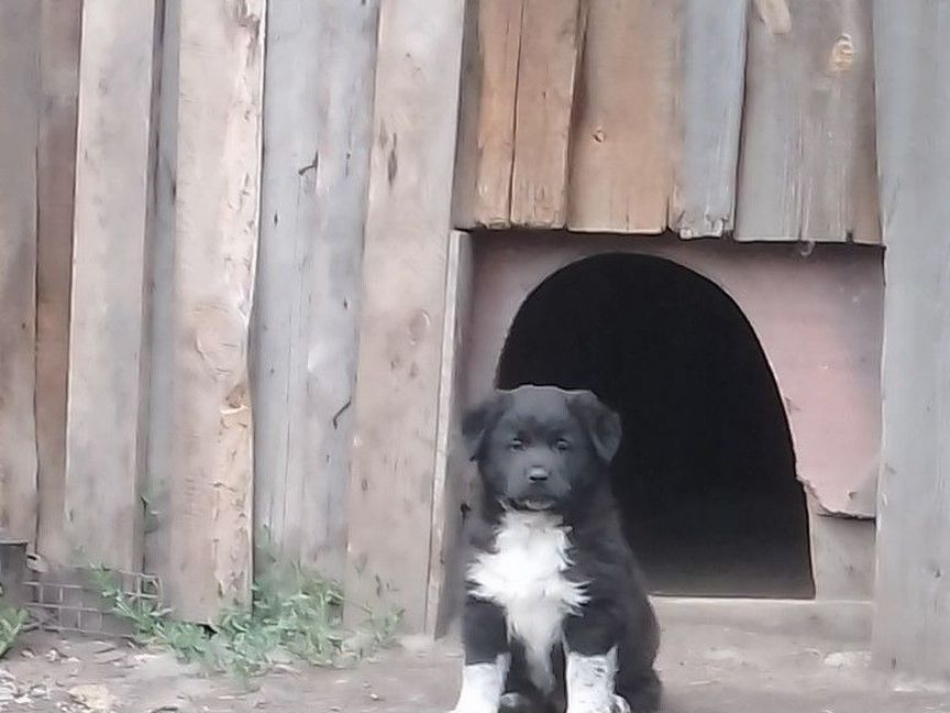 Щенок в добрые руки бесплатно