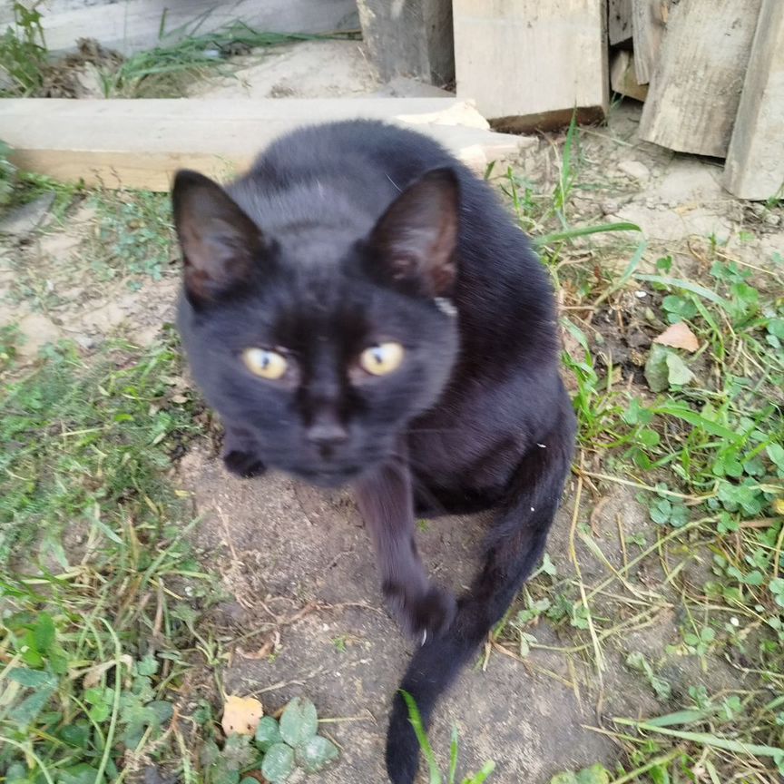 Молодая кошка