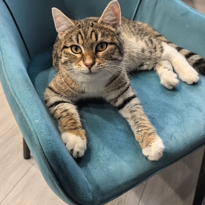 Взрослый кот в добрые руки