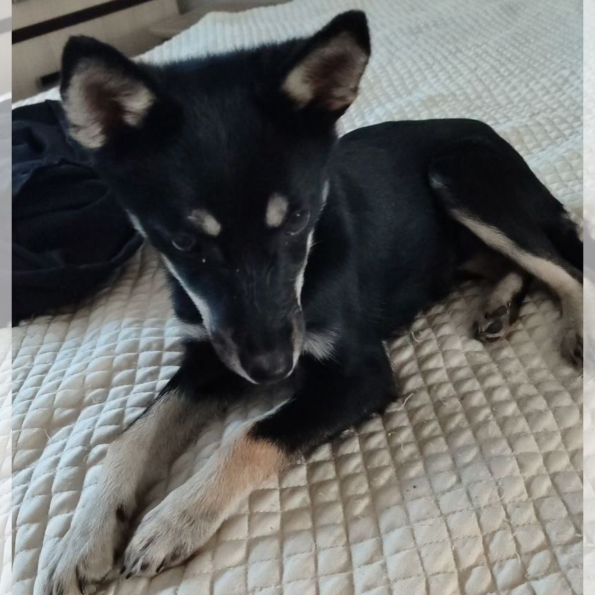 Йоркширский терьер, щенок