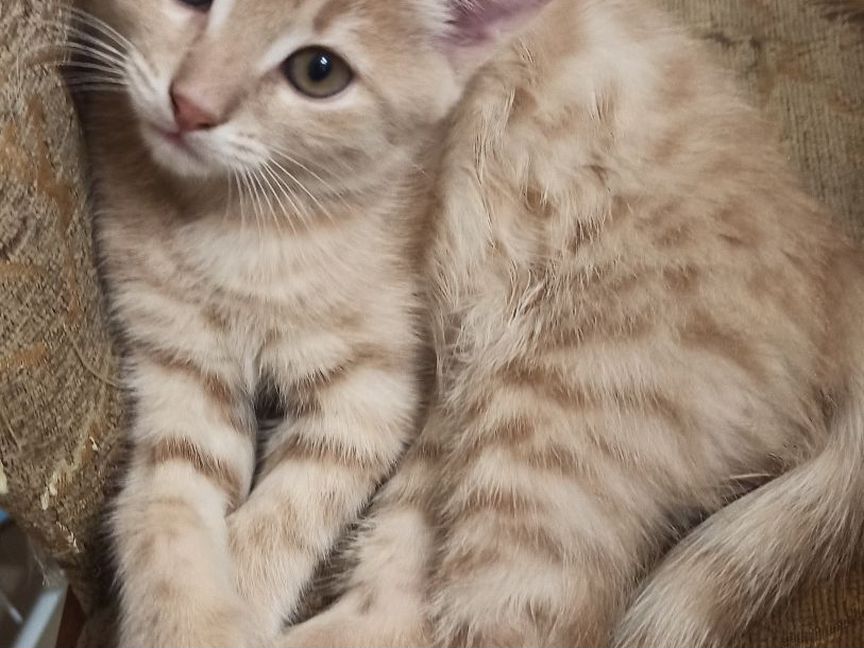 Симпатичная ласковая кошечка