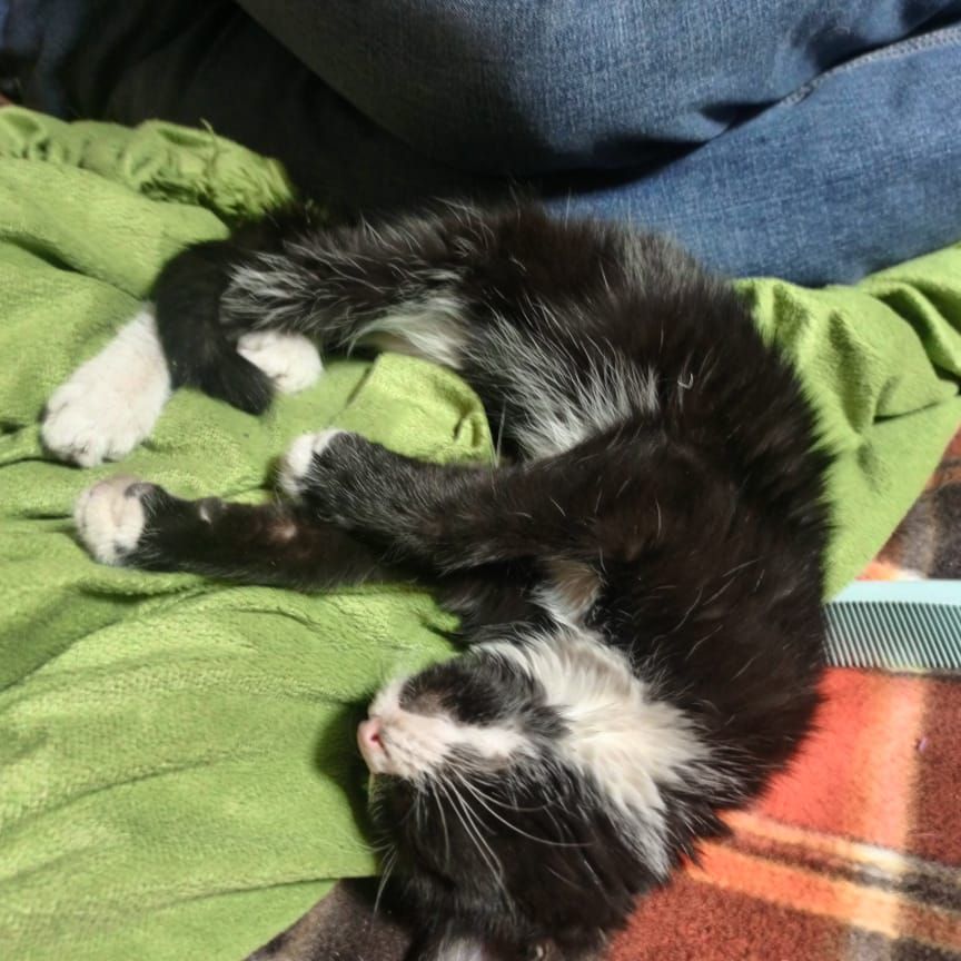 Котик ищет добрые руки