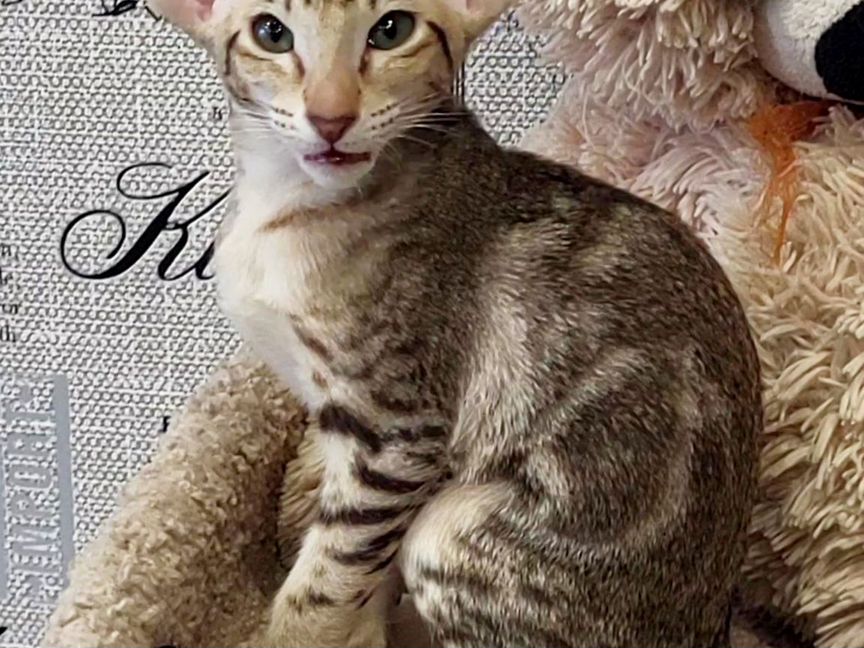 Ориентальная