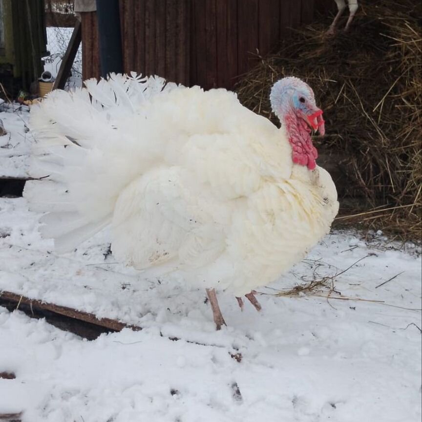 Индюк и индюшки