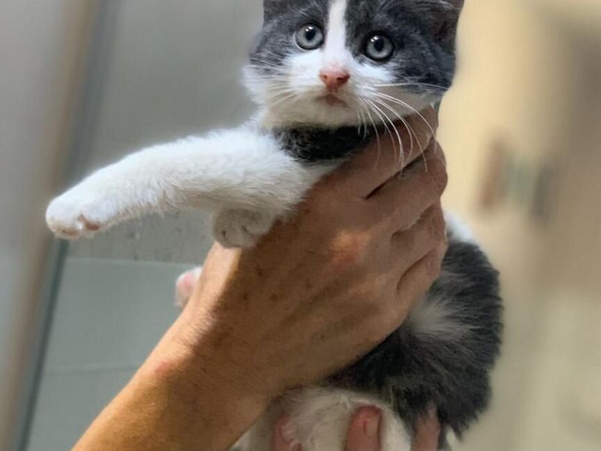 Котенок Стасик 2мес