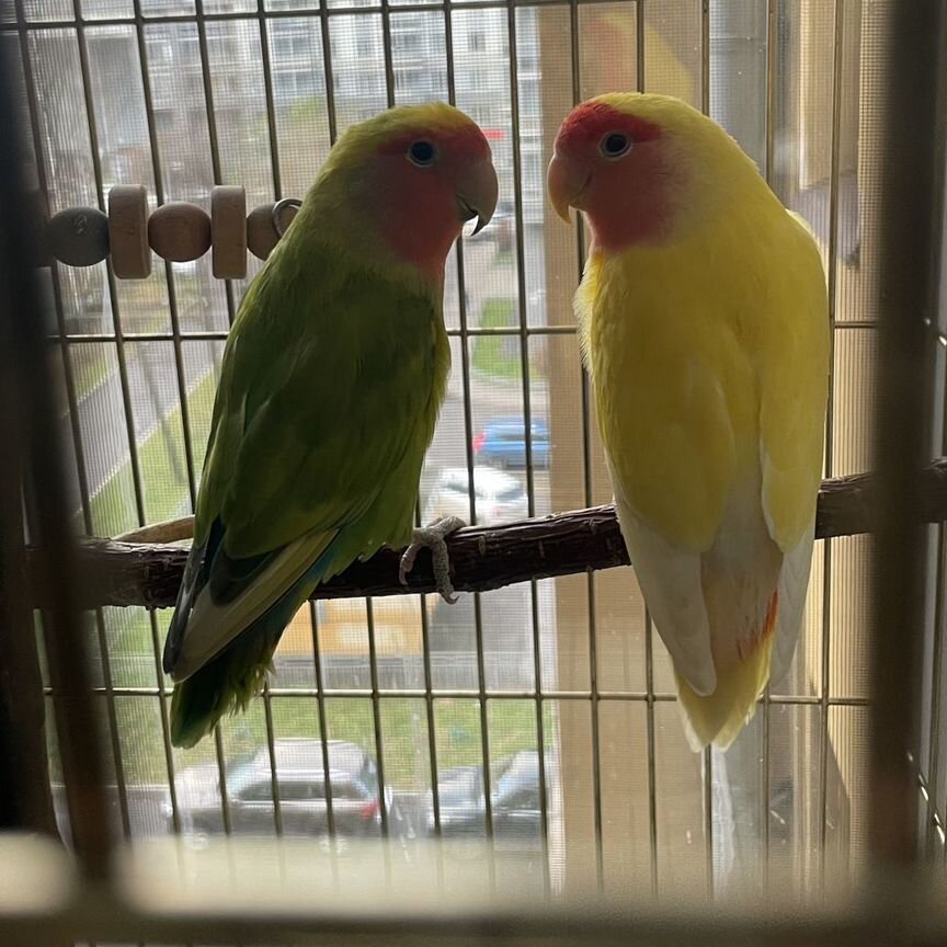 Попугай неразлучники с клеткой