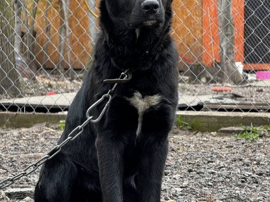 Метис боня ищет дом